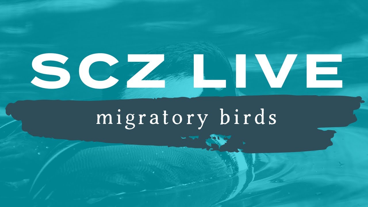 SCZ LIVE | Migratory Birds - YouTube
