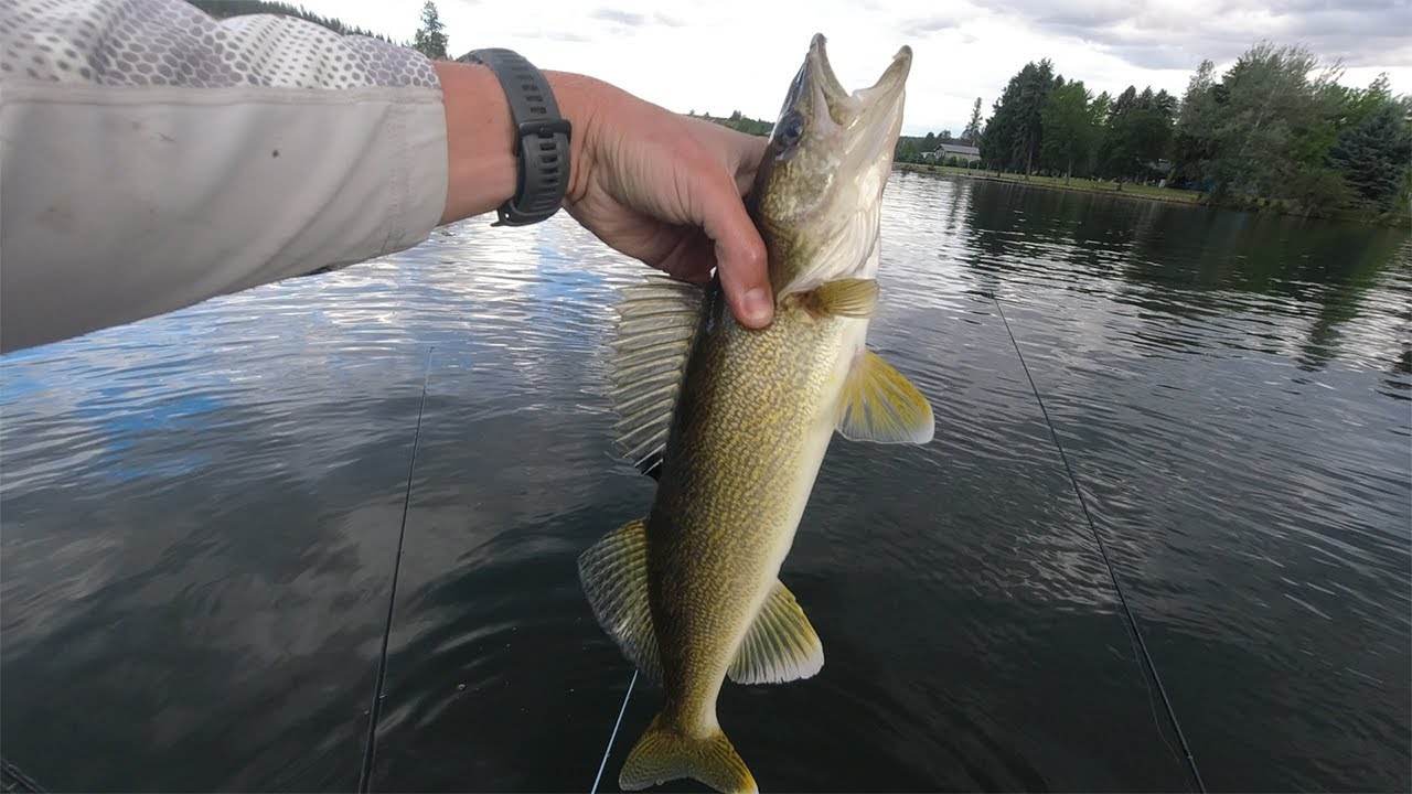 Spring Bass and Walleye on Long Lake (Lake Spokane, WA) - YouTube