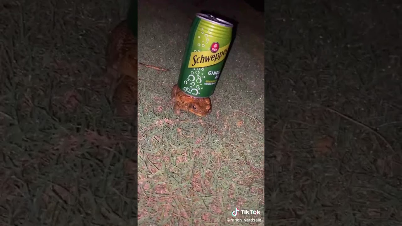 Frog with the ginger ale - YouTube