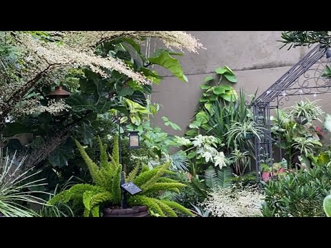 Our variegated African Talisay trees are so pretty and lush. They love ...