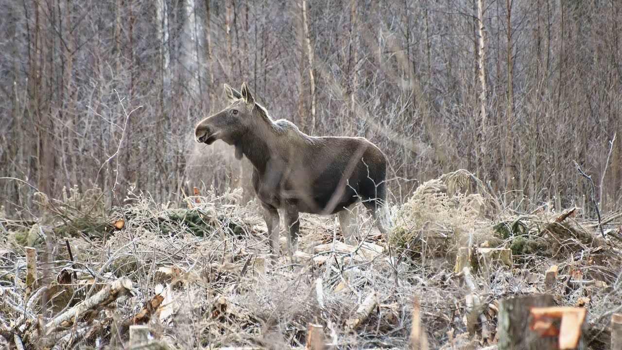 Лоси в лесах Эстонии | Põdrad Eestimaa metsades | Moose in Estonian ...