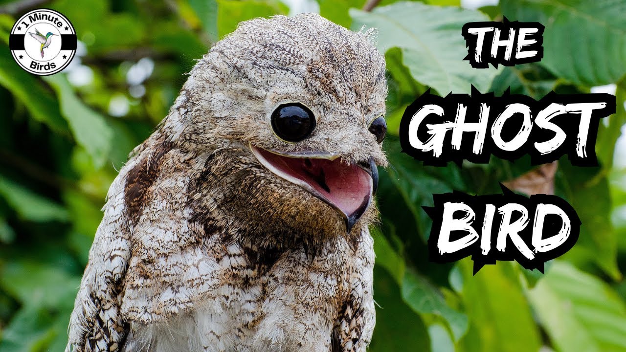 Great Potoo - The Ghost Bird - YouTube