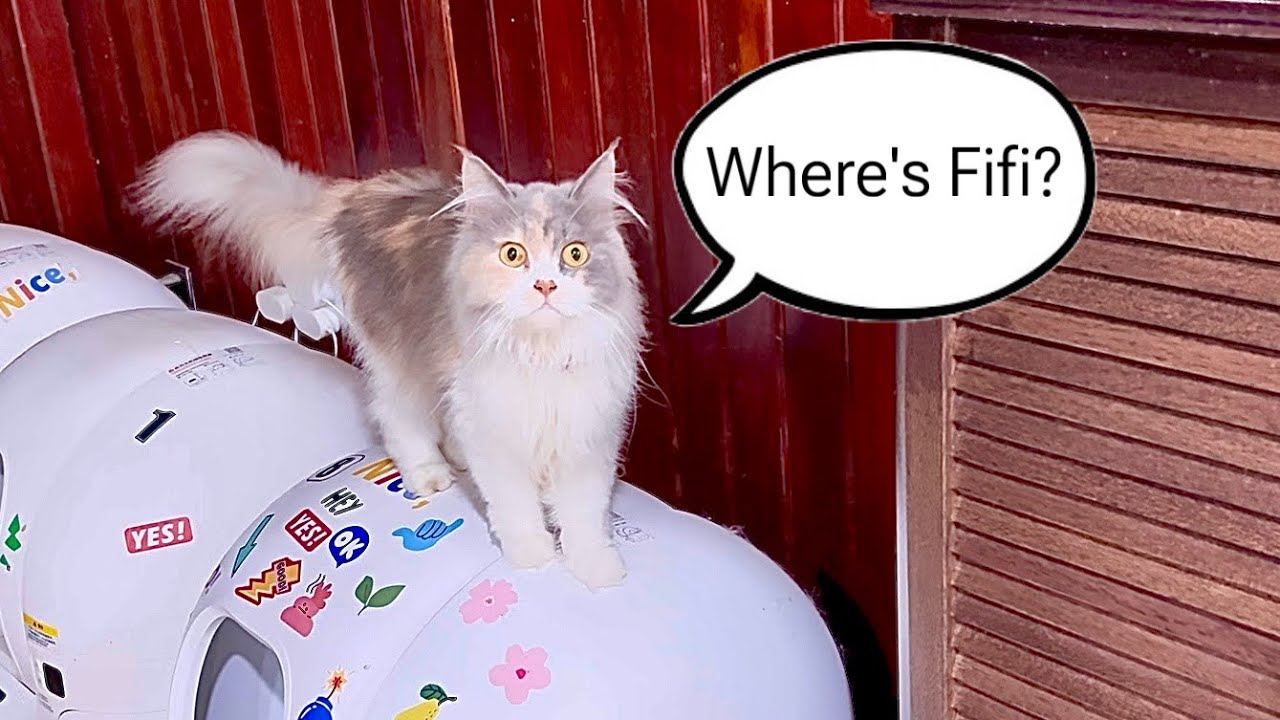 Where’s Fifi - YouTube