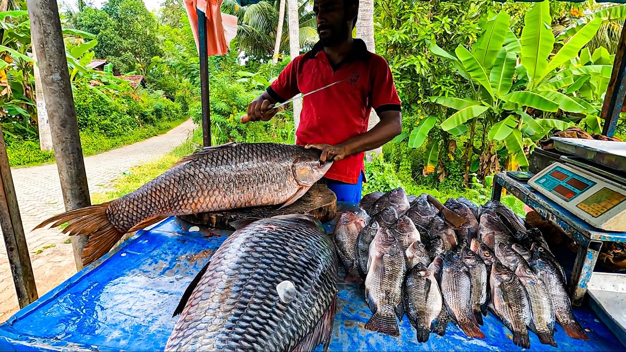 Amazing !! Golden Carp Fish Cutting By Famous Expert Fish Cutter in Sri ...