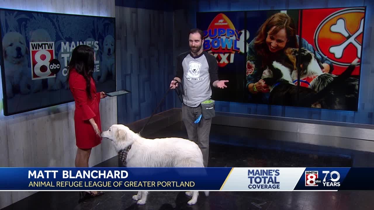 Maine dog headed to the Puppy Bowl - YouTube