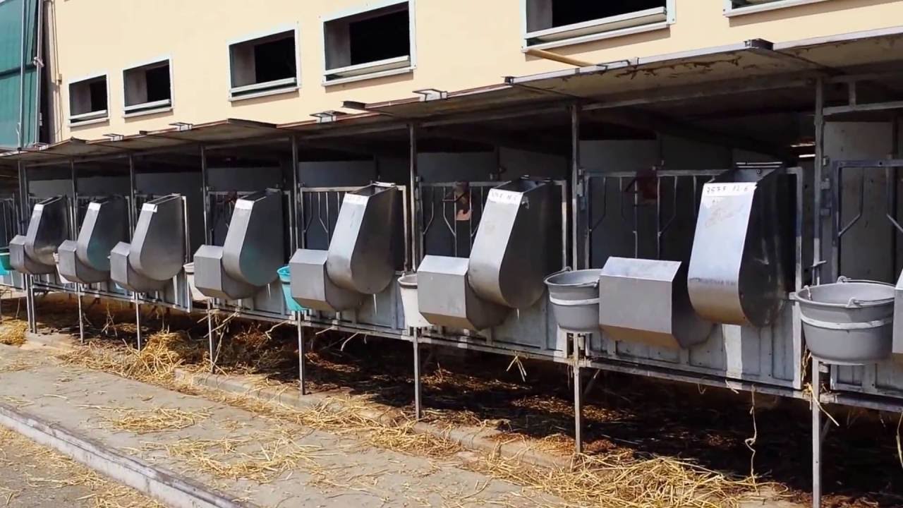 Come produrre tanto latte. Esempio di una stalla in Emilia Romagna ...