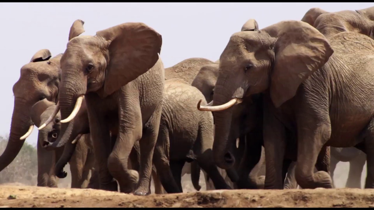 The Elephant Queen (2019) Official Trailer HD - YouTube