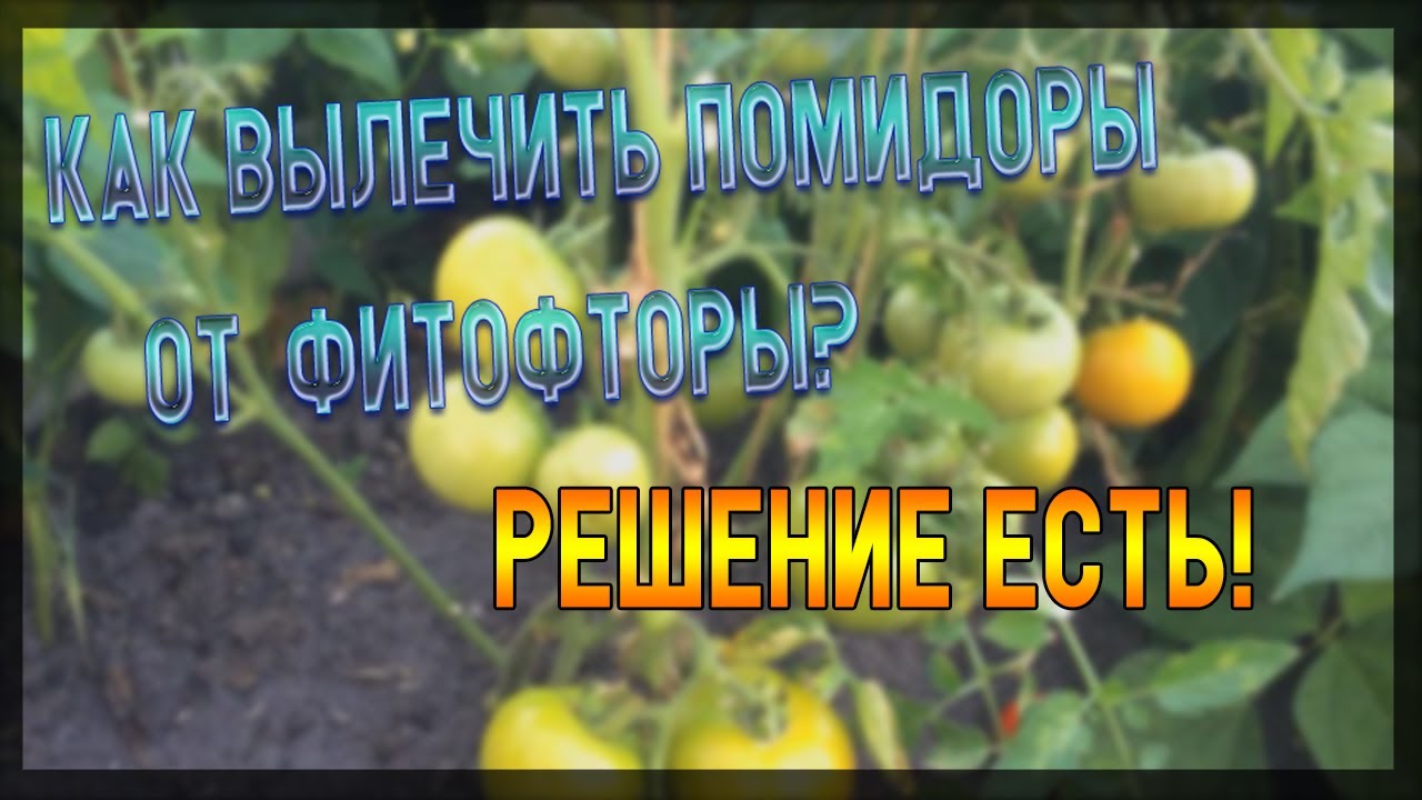 КАК ИЗБАВИТЬСЯ ОТ ФИТОФТОРЫ НА ПОМИДОРАХ - YouTube