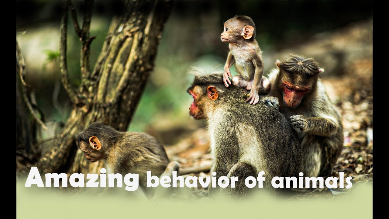 Amazing behavior of animals - YouTube