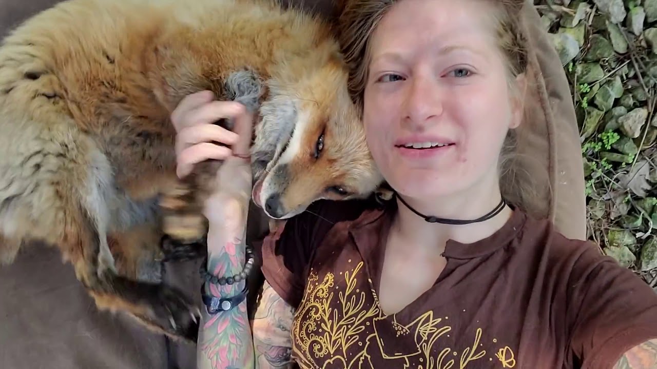 Finnegan Fox Friday! Waking up Finnegan Fox. fox. Save a fox. Saveafox ...