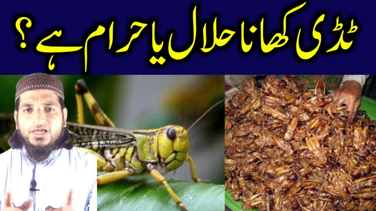 Locust Attack in Islam | Tiddi Halal In Islam | Kya tiddi khana halal ...