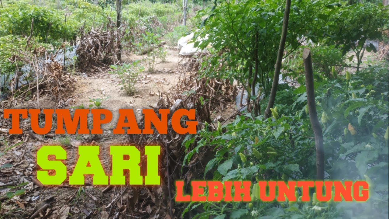 MANTUL,, TUMPANG SARI 4 JENIS TANAMAN DI SATU LAHAN / INTERCROPPING ...