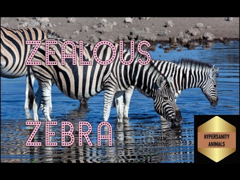 Zealous Zebra's Inspiring Tale - YouTube
