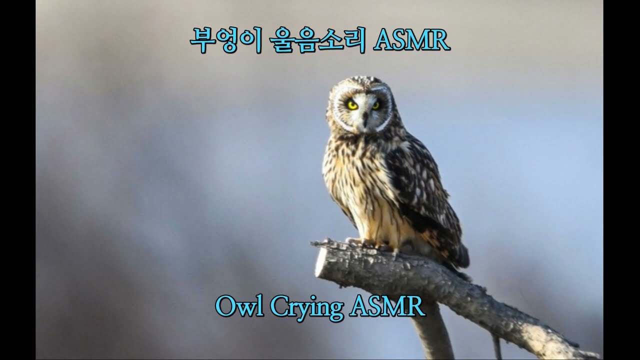 부엉이 울음소리 ASMR, Owl Crying - YouTube
