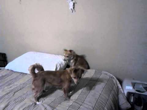 Punkin and baby,playing before bed