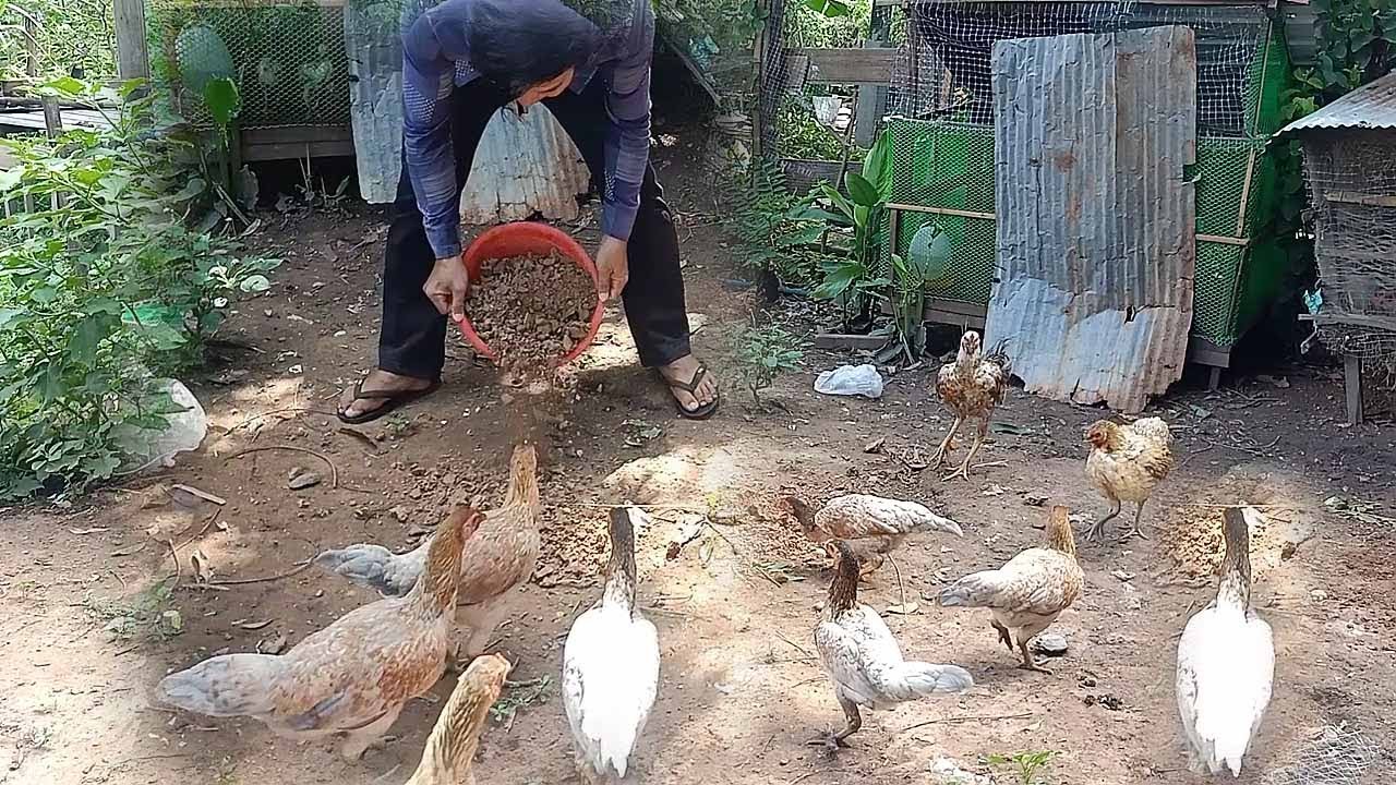 2021 In Asian | Rural life feeding chickens | How to raise chickens in ...