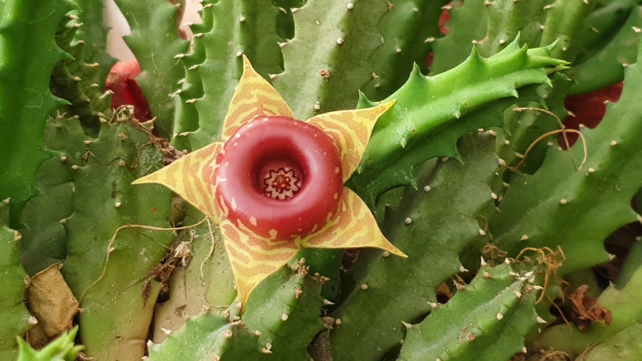 Donut Cactus - Succulent for Beginners || How to Grow and Care Donut ...