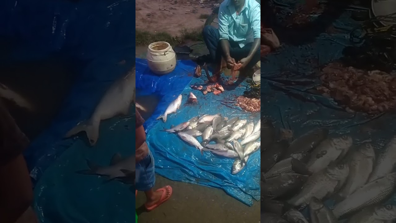 KKK fish #shorts - YouTube