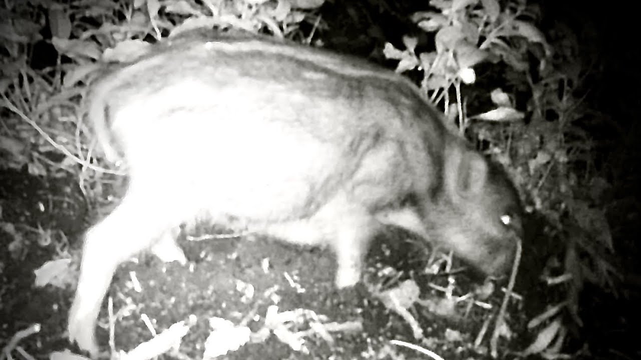 Boar's Dance: Enchanting Moments in the Forest - YouTube