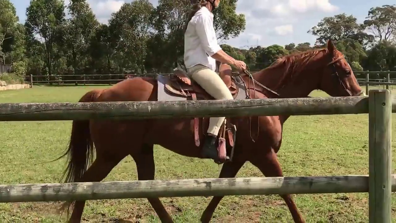 Western Dressage Basic Level Test 3 - YouTube