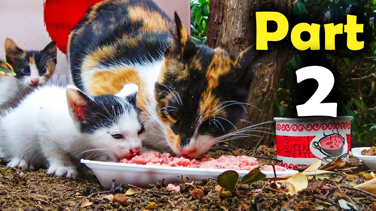 Hungry Kittens Eating Wet Food For the First Time - Kittens Meowing ...