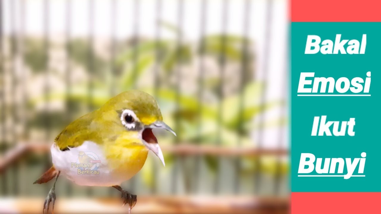 Makin Emosi ⁉️ Dengar Suara Respon Ngalas Pleci Ini Supaya Burung Pleci ...