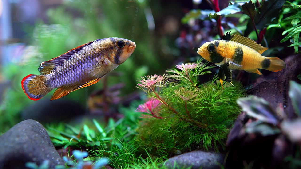 Aquascaping Ideas - Nature-style Aquascape - YouTube
