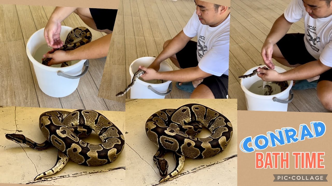 PYTHON CONRAD's Bath Time #python #snake #grooming #shortvideo - YouTube