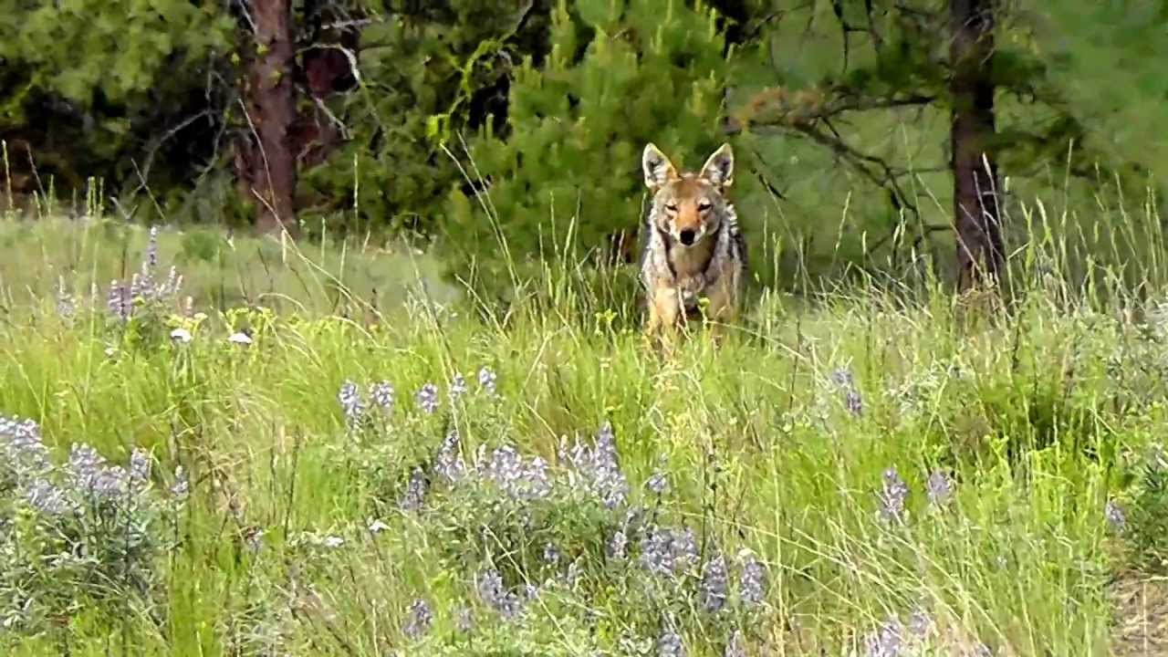 Angry Coyote.avi - YouTube