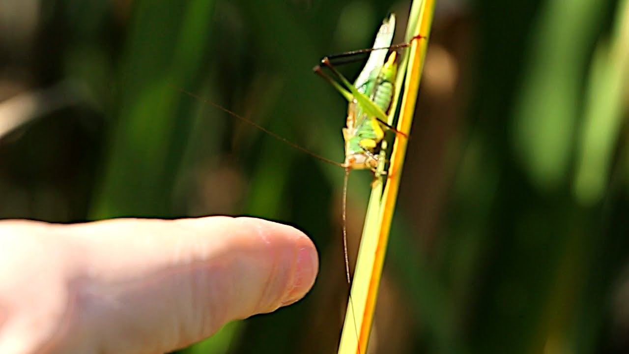 Jamie Kroll challenges stridulating Katydid, College of DuPage [HD ...