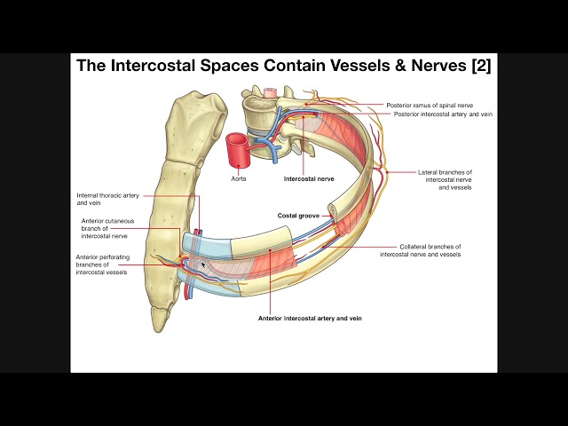 Intercostalis AnatomyEXPERT Intercostal Nerves Structure Detail