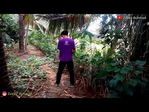 Viral!!! Kumpulan Video Terciduk Kencing Sembarangan Para Crew @KandangKambingPortabel