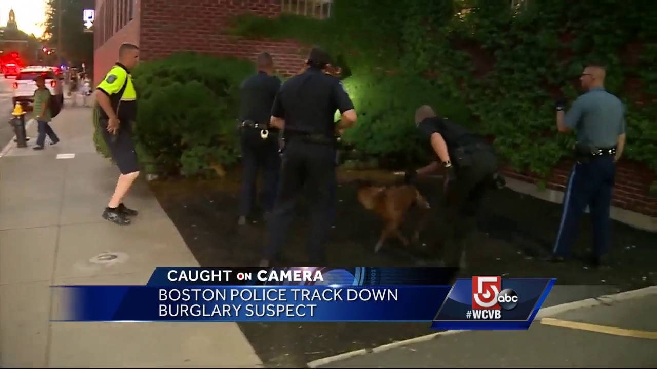 Caught on camera: Police track down suspect hiding in bushes - YouTube