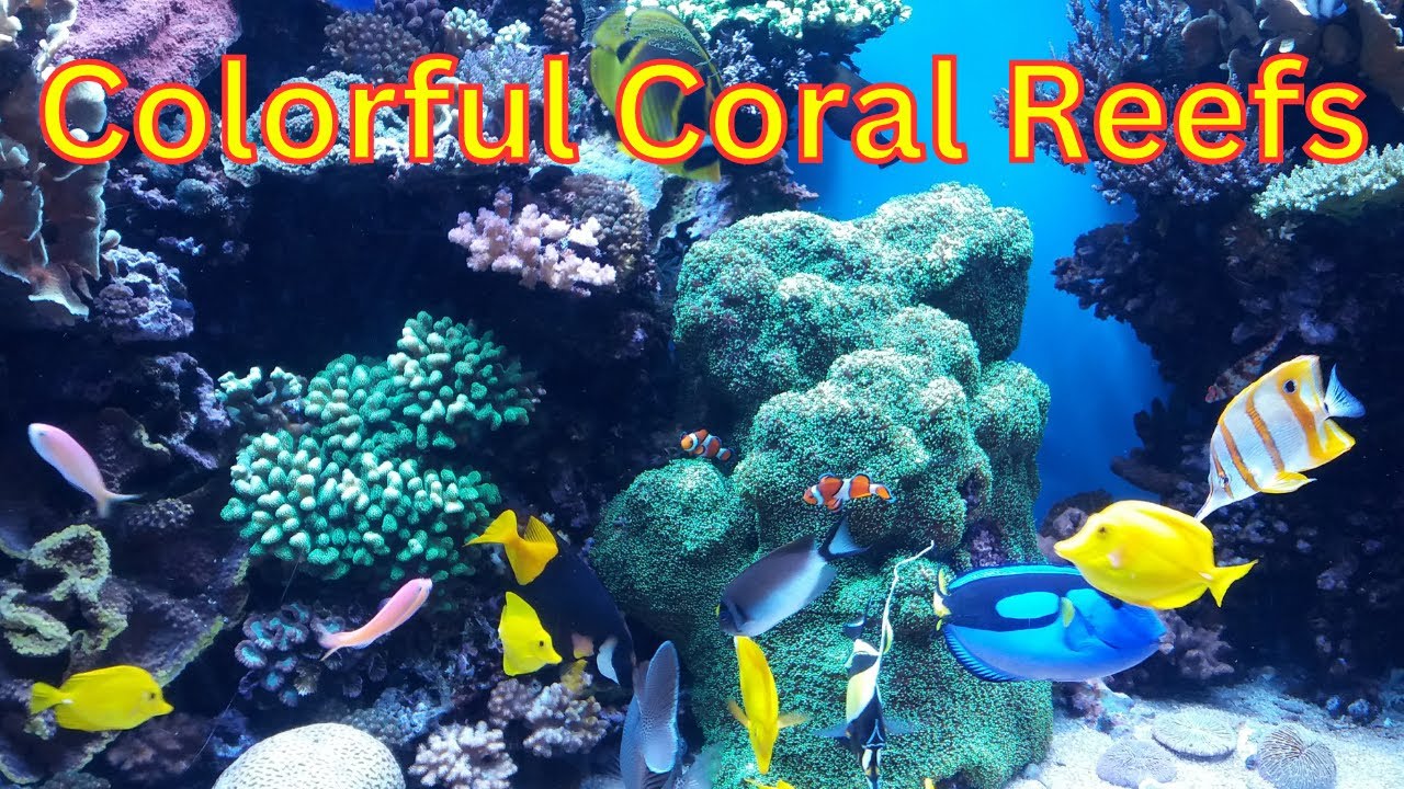 Vibrant Colorful Coral Reefs | Amazing Marine Life | Colorful fish ...