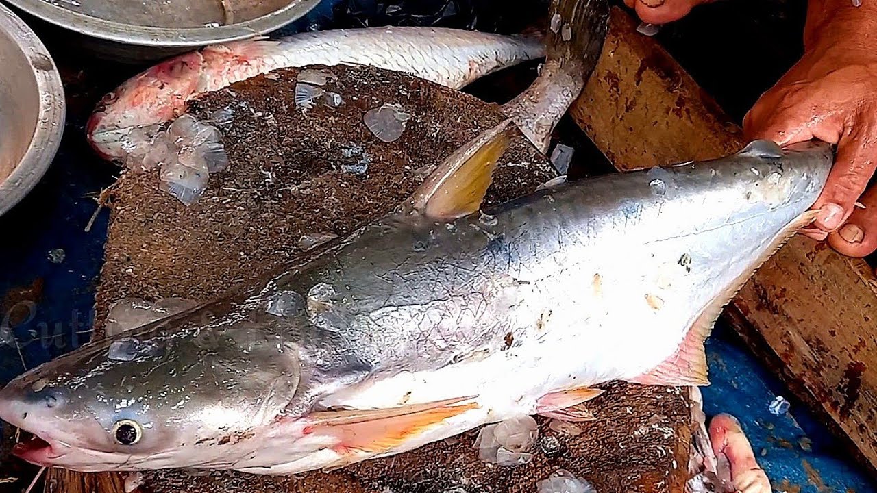 Deep Sea Big Pangas Fish Are Very Tasty And Fun To Eat | Live Giant ...