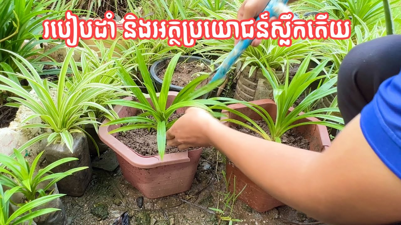 របៀបដាំ និងអត្ថប្រយោជន៍ស្លឹកតើយ ឬ ដើមតយ How to plant Pandanus and ...