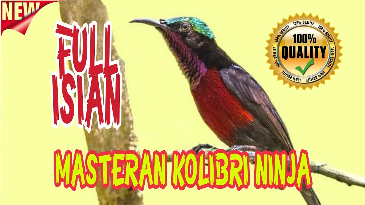 MASTERAN BURUNG KOLIBRI NINJA - YouTube
