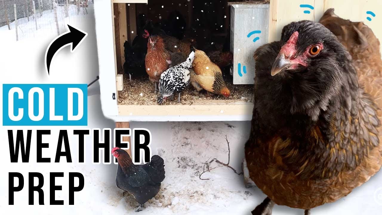 Here's What We Do To Get Our Chickens Ready For COLD Weather - YouTube