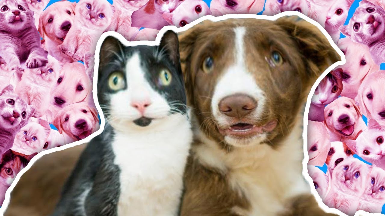 PERROS Y GATOS GRACIOSOS #2 - YouTube