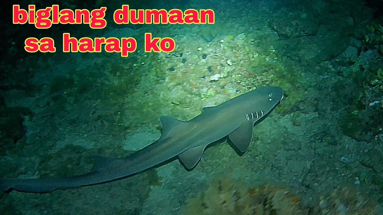 ep391 Dive1 pating biglang dumaan sa harap ko night spearfishing ...