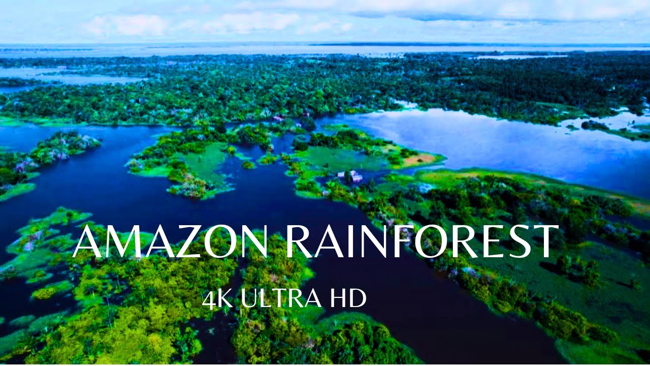 4K Amazon Wildlife - Relaxation Film | Amazon Rainforest - YouTube