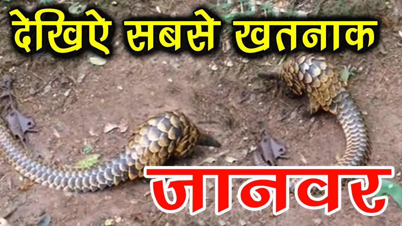देखिये सबसे खतरनाक जानवर जो पहले कभी नही देखा होगा_animal planet ...