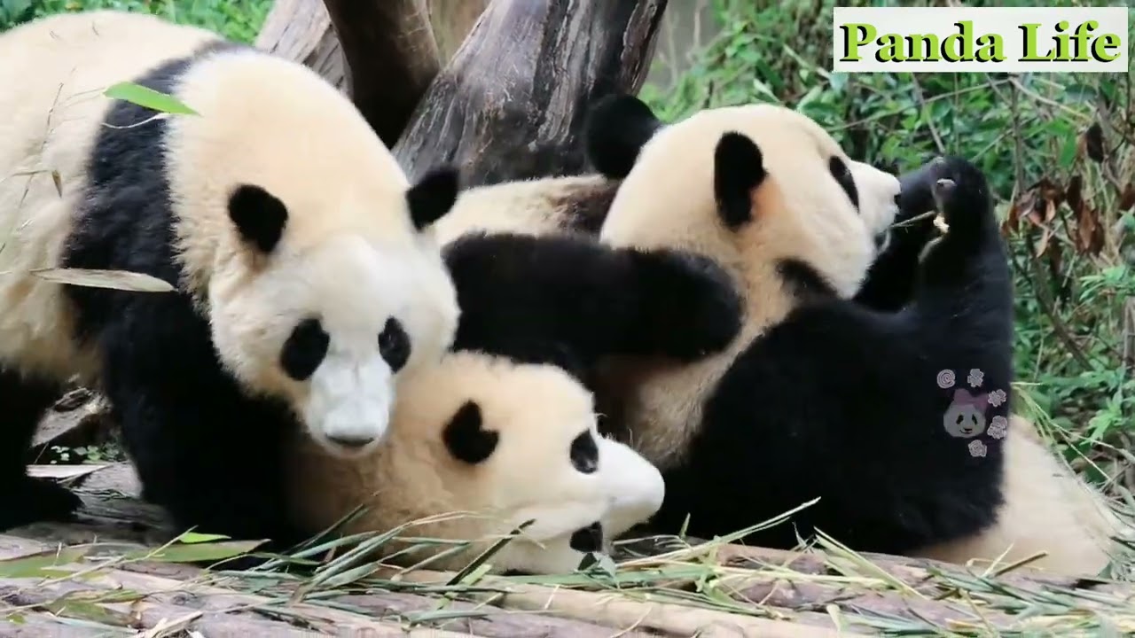 The panda brothers are playing |Panda Life - YouTube