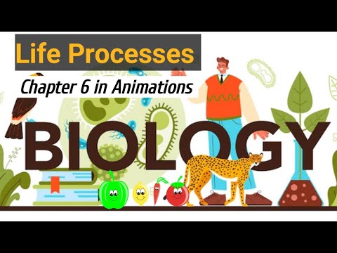Life Processes | Science Animation | Class 10 Science Chapter 6 | CBSE ...