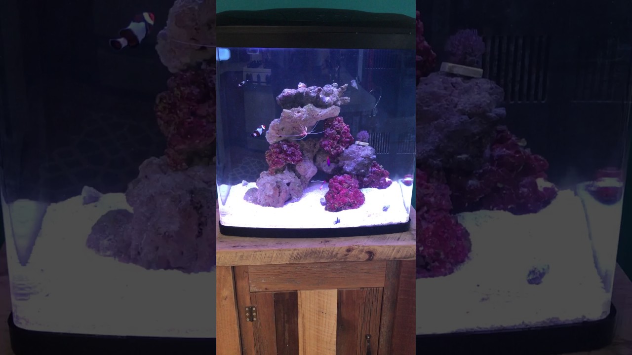 Biocube 32 Led - YouTube