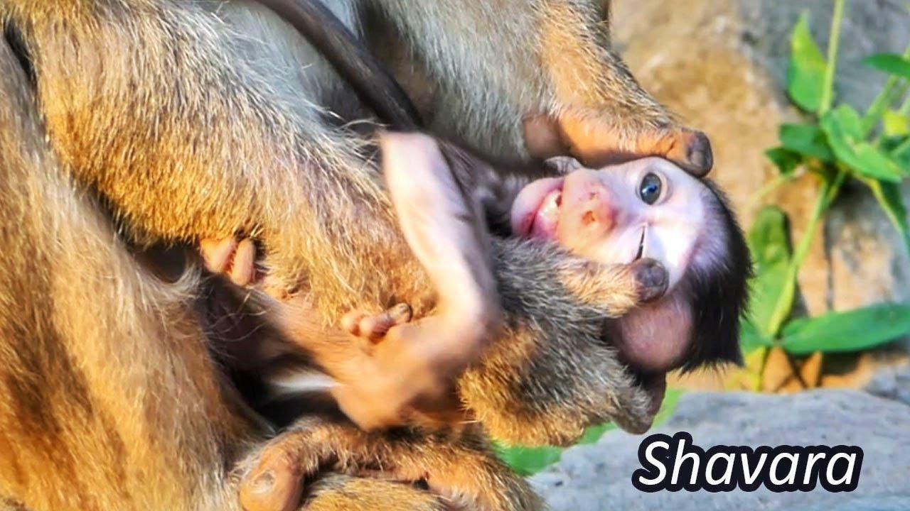 such hard time but grand ma Cara so sweet , picking up new tiny baby ...