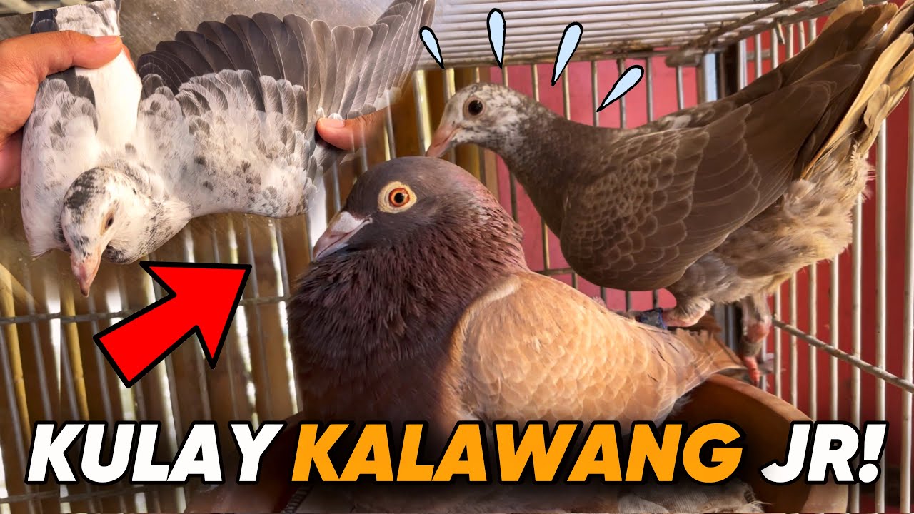 DREAM BIRD KO NA KALAPATI! - YouTube