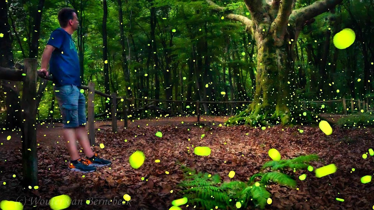 Vuurvliegjes / Fireflies in Gelderland, the Netherlands! (06/2023 ...