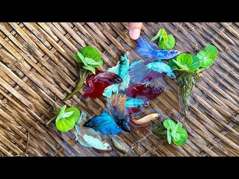 Natural Betta Fish Habitat Exploration and Fishing - YouTube