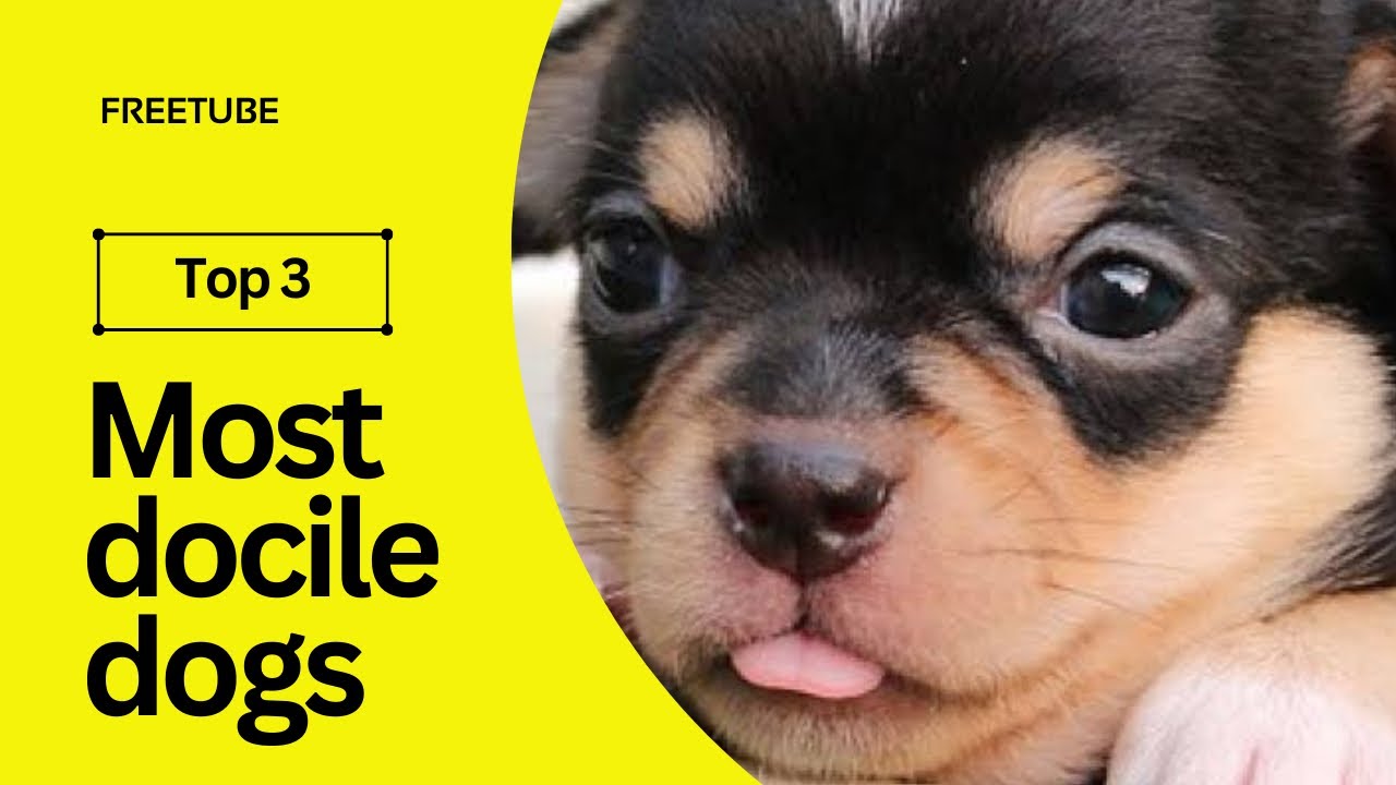 Top 3 most docile dog breeds - YouTube
